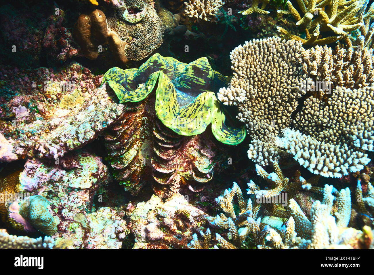 Giant clam at the tropical coral reef Stock Photo - Alamy