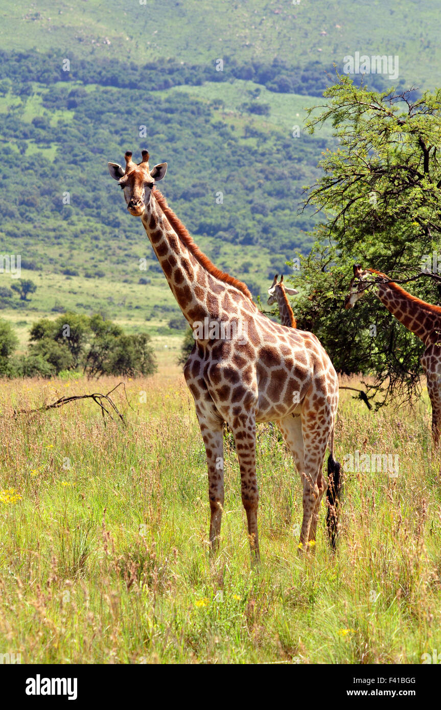 Female Giraffe in South Africa Stock Photo - Alamy