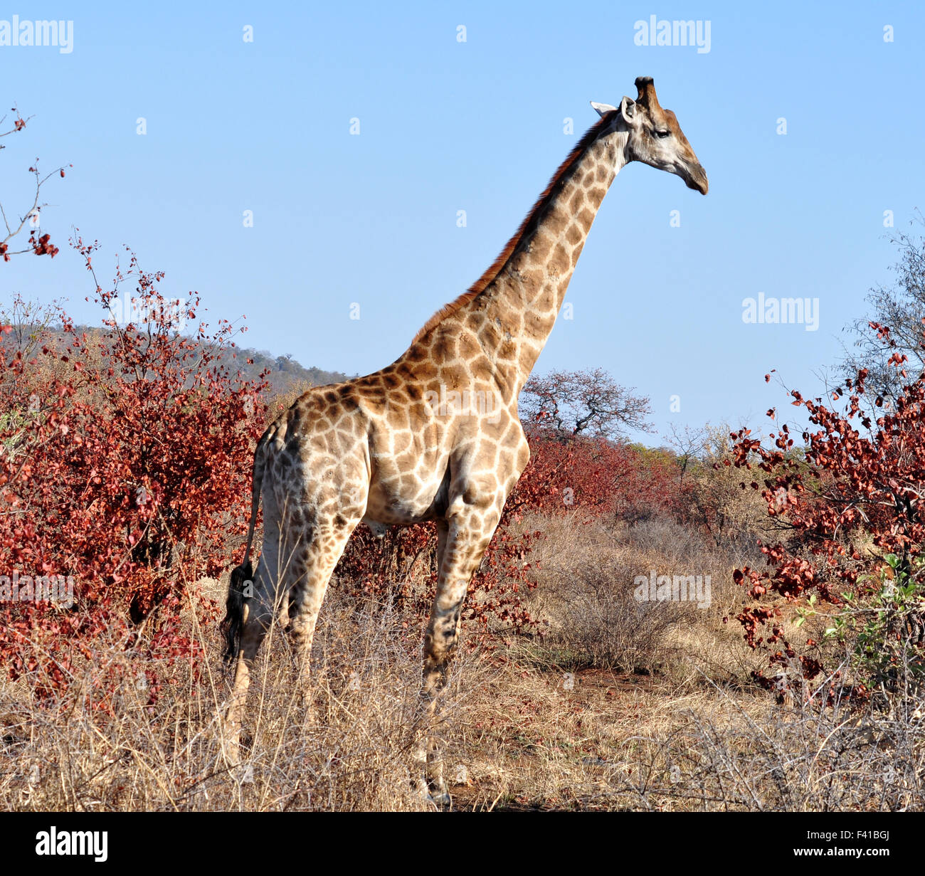 Female giraffe hi-res stock photography and images - Alamy