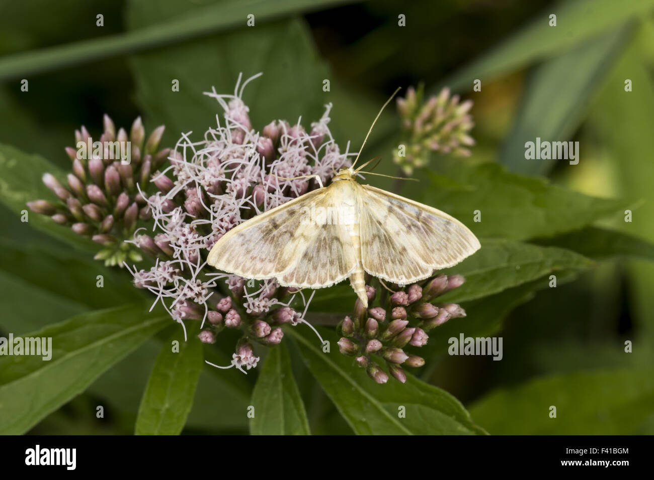 Pleuroptya ruralis, Mother of Pearl butterfly Stock Photo - Alamy