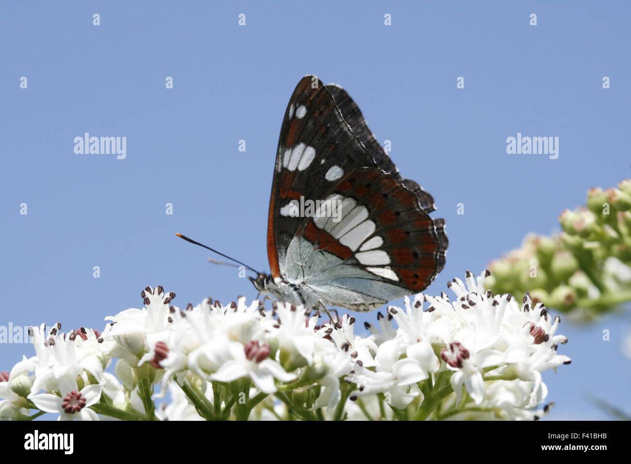 Limenitis reducta, Southern white admiral Stock Photo - Alamy
