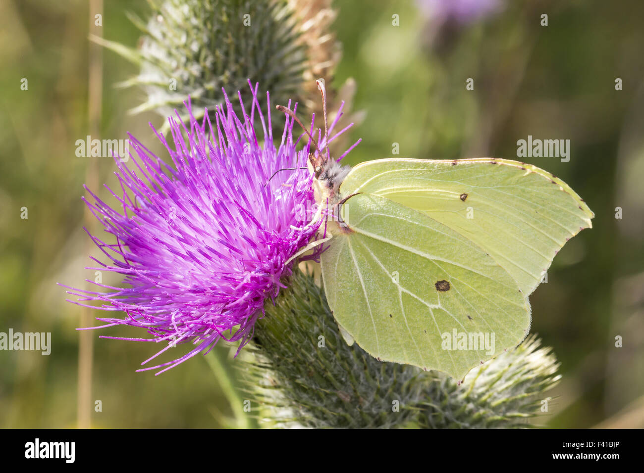 Gonepteryx rhamni, Common Brimstone, Germany Stock Photo - Alamy