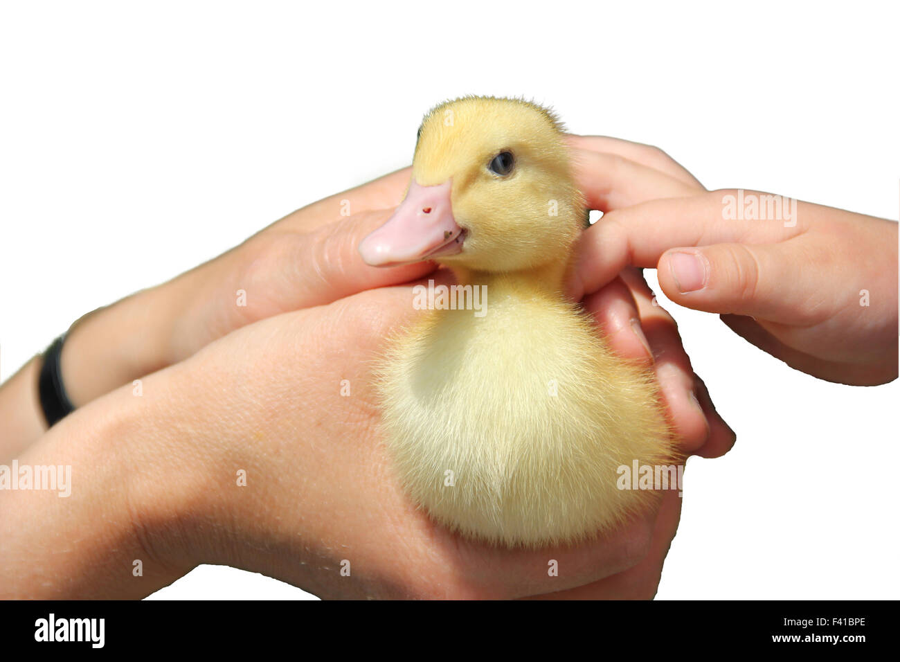Duck chickens hi-res stock photography and images - Alamy