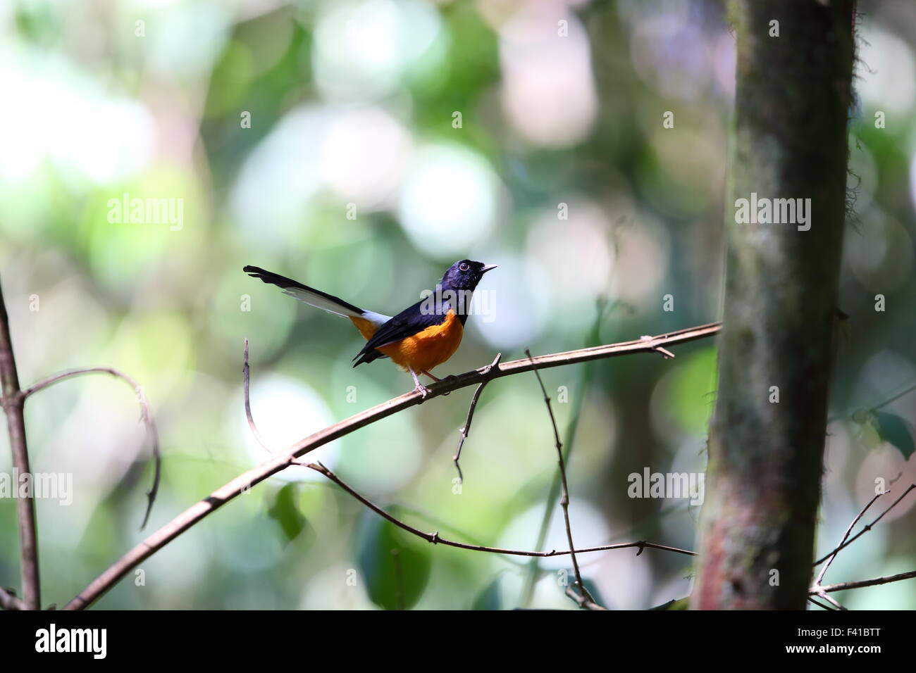 Shama bird hi-res stock photography and images - Alamy