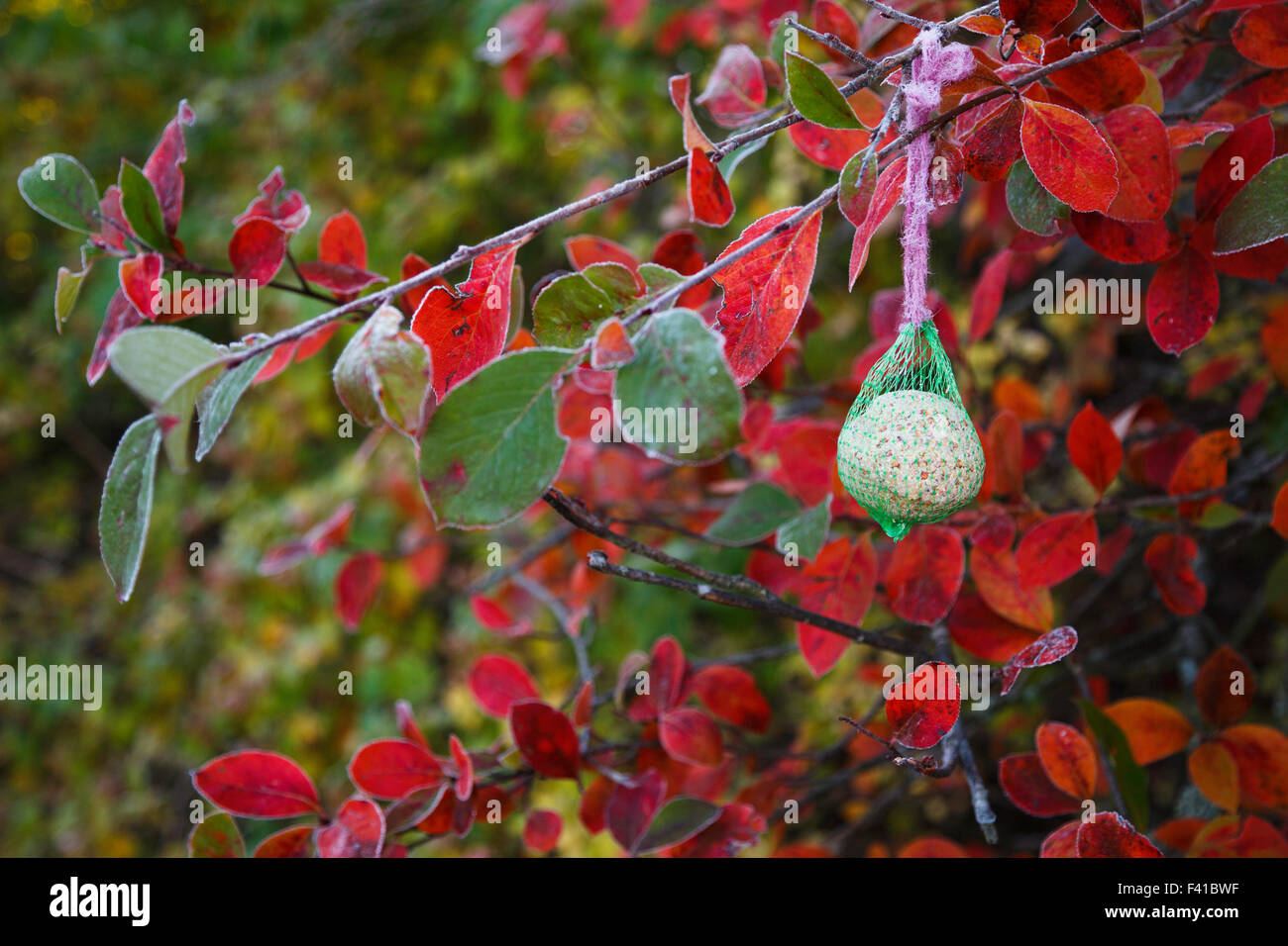 Bird feeding sack hanging from a tree with autumn colours Stock Photo ...
