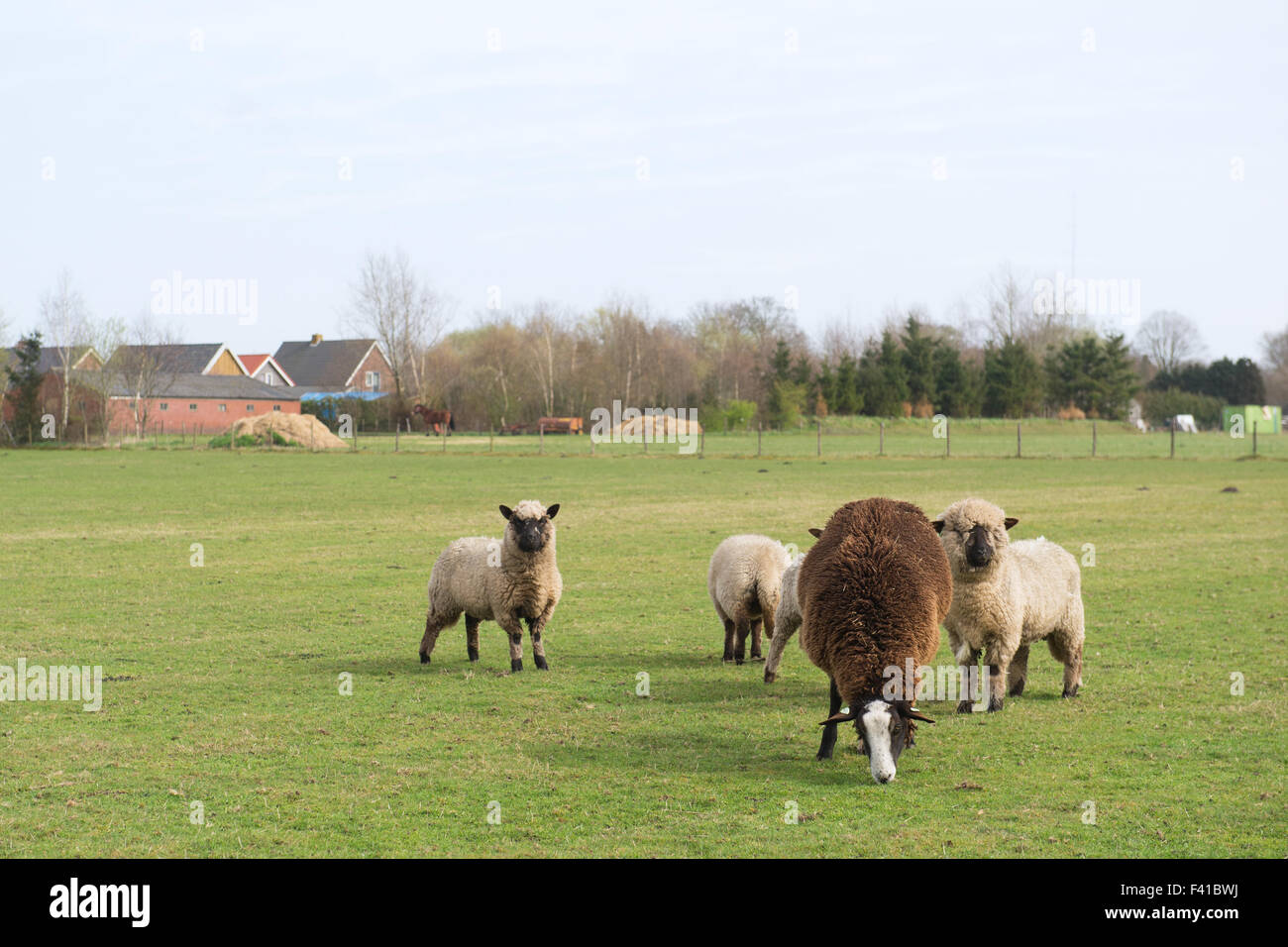 Sheep in Dutch landscape with farm houses Stock Photo - Alamy