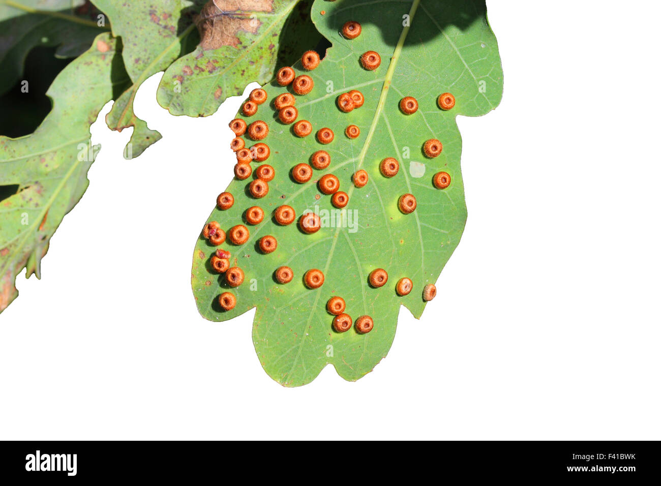 Gall Wasps High Resolution Stock Photography and Images - Alamy