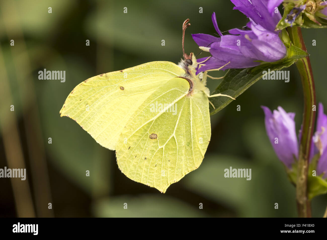 Gonepteryx rhamni, Common Brimstone, Germany Stock Photo - Alamy