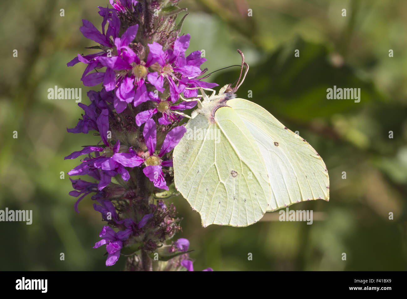 Gonepteryx rhamni, Common Brimstone, Germany Stock Photo - Alamy