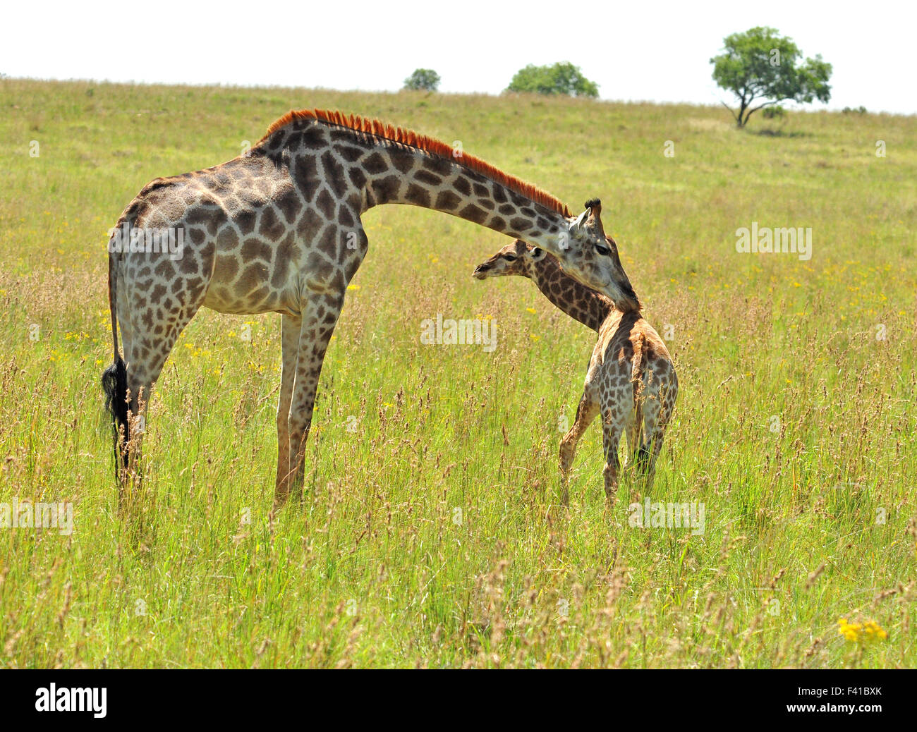 Female Giraffe in Africa with a calf Stock Photo - Alamy
