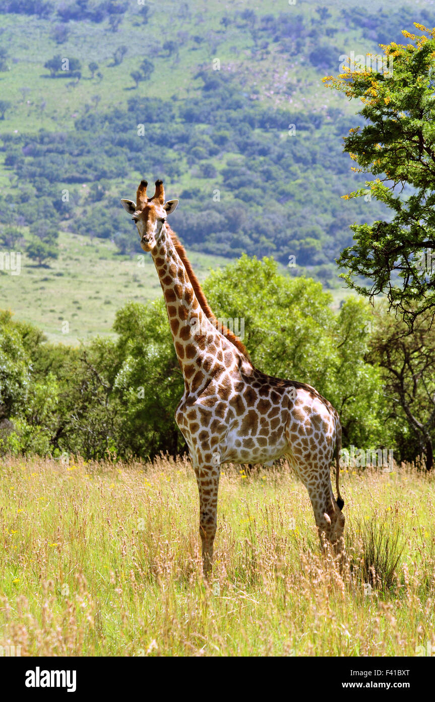 Female Giraffe in South Africa Stock Photo - Alamy