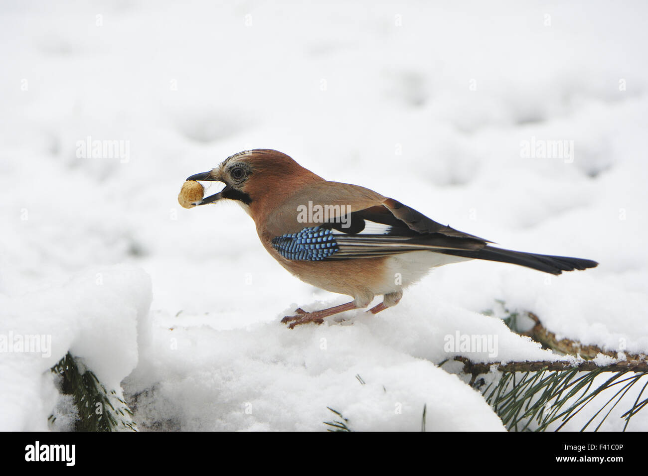 Ground jay hi-res stock photography and images - Alamy