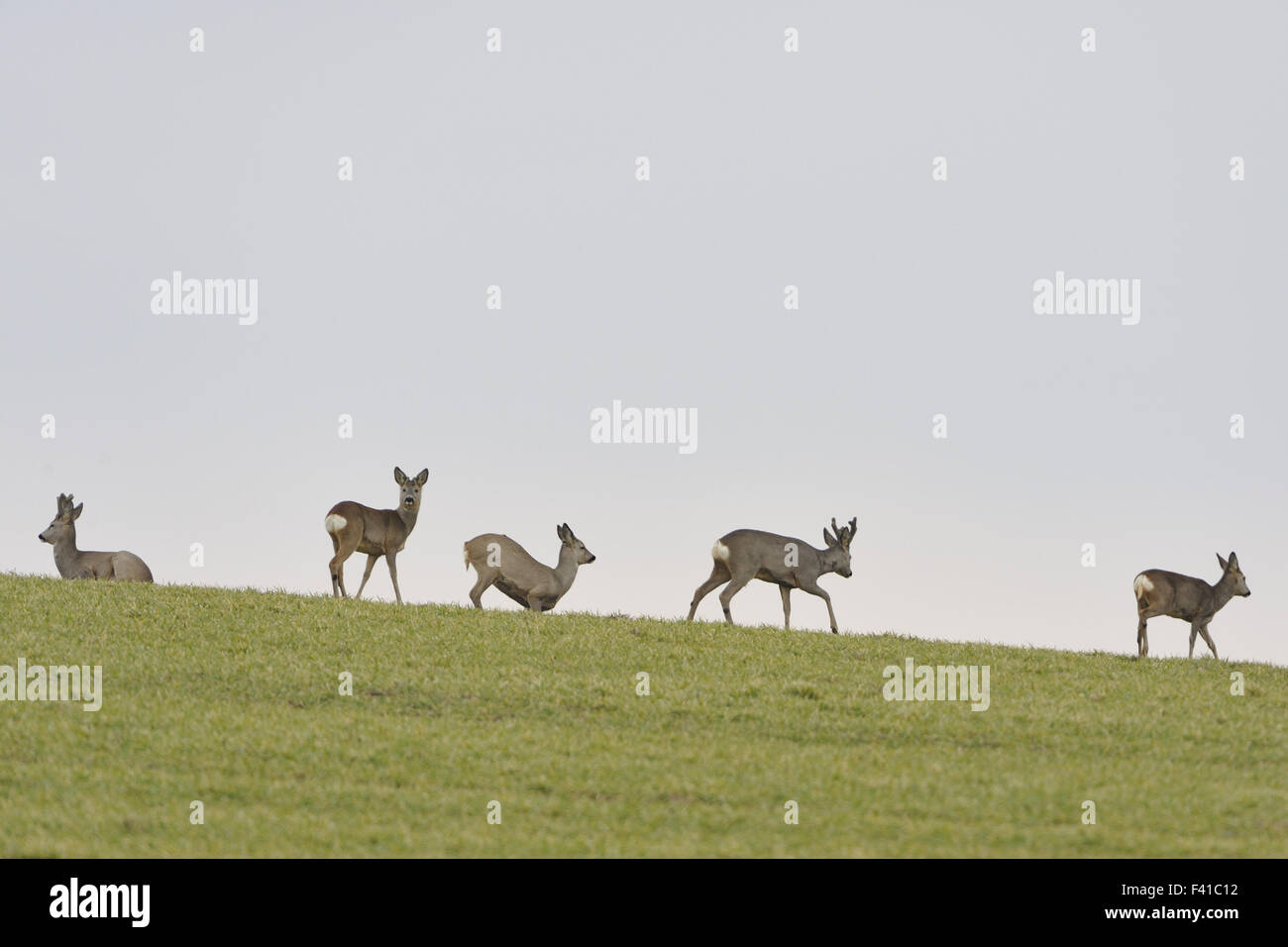 Herd of roe deer hi-res stock photography and images - Alamy