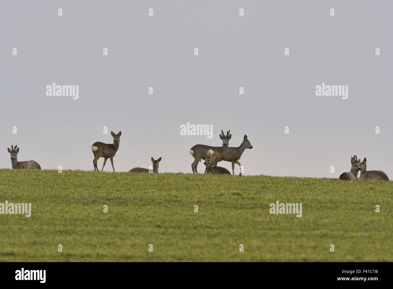 Roe deer winter hi-res stock photography and images - Alamy