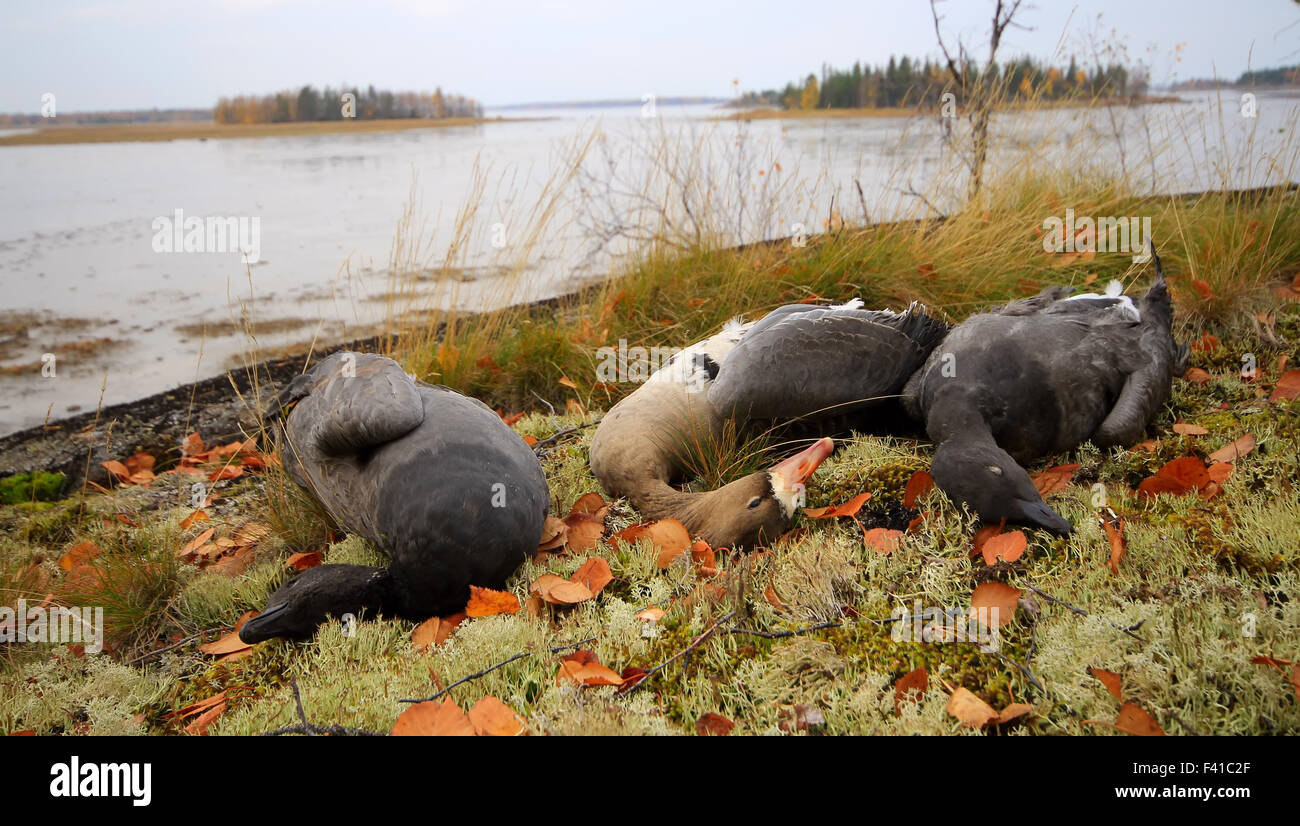 Flying geese hunt hi-res stock photography and images - Alamy