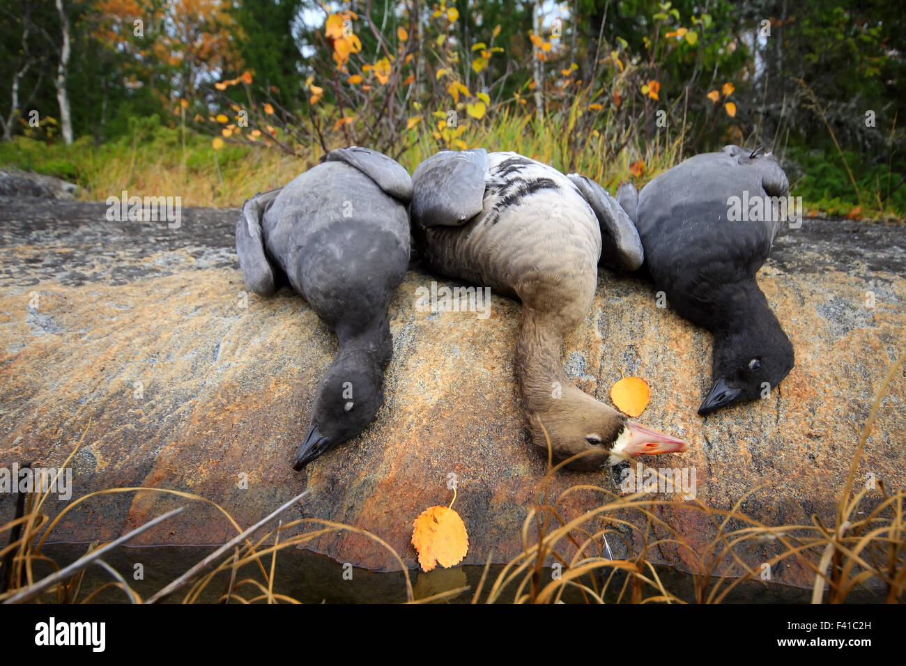 Trophies Northern hunting geese Stock Photo - Alamy