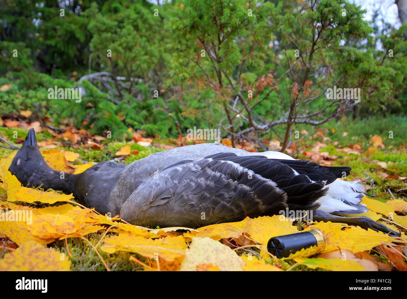 Trophies Northern hunting geese Stock Photo - Alamy