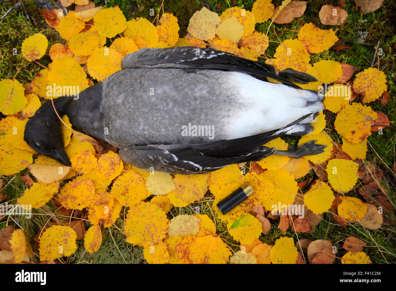 Trophies Northern hunting geese Stock Photo - Alamy