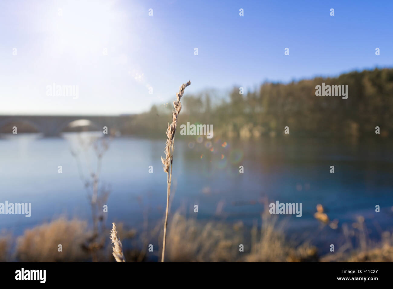 Blade of grass in front of a lake Stock Photo - Alamy