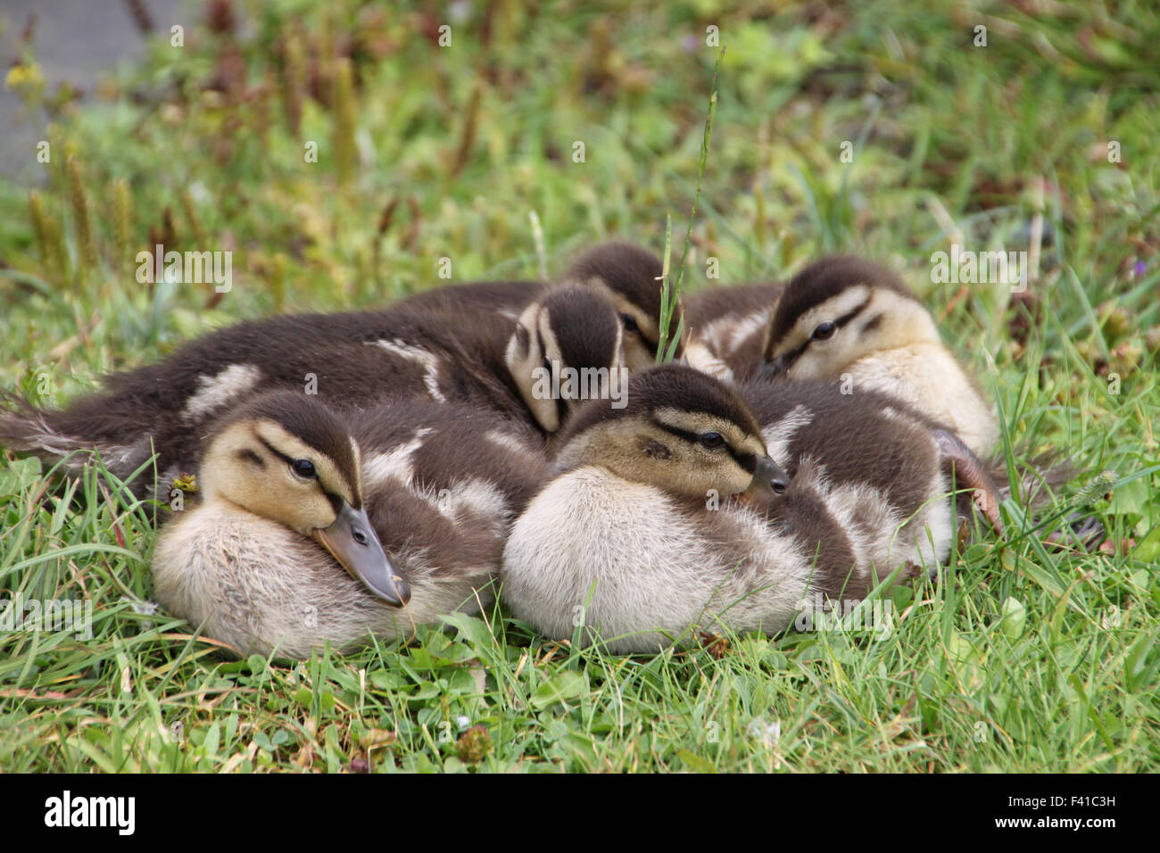 Have many ducklings hi-res stock photography and images - Alamy