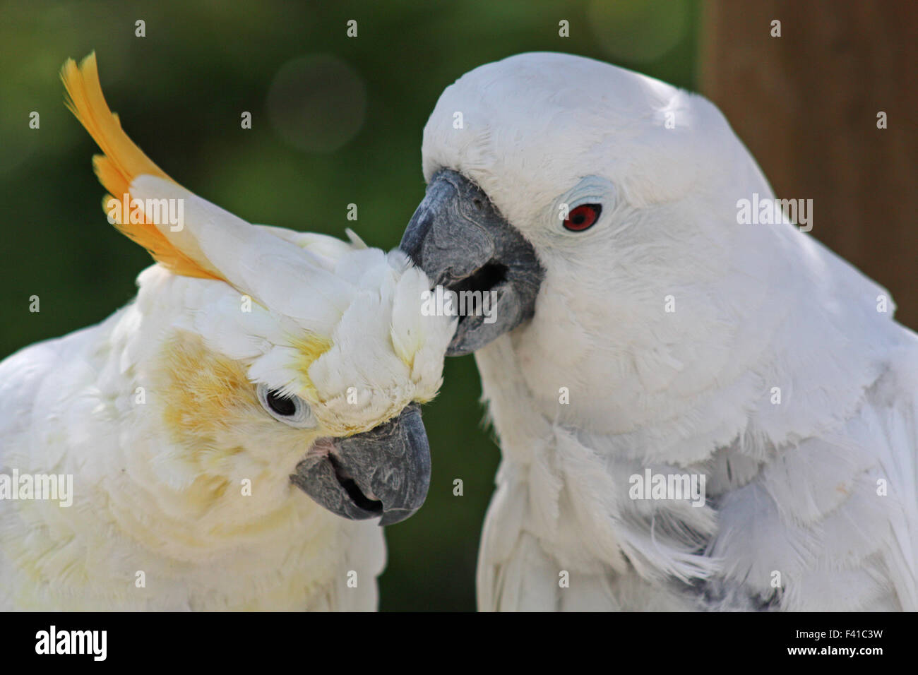 Sulphur crested cockatoos hi-res stock photography and images - Alamy