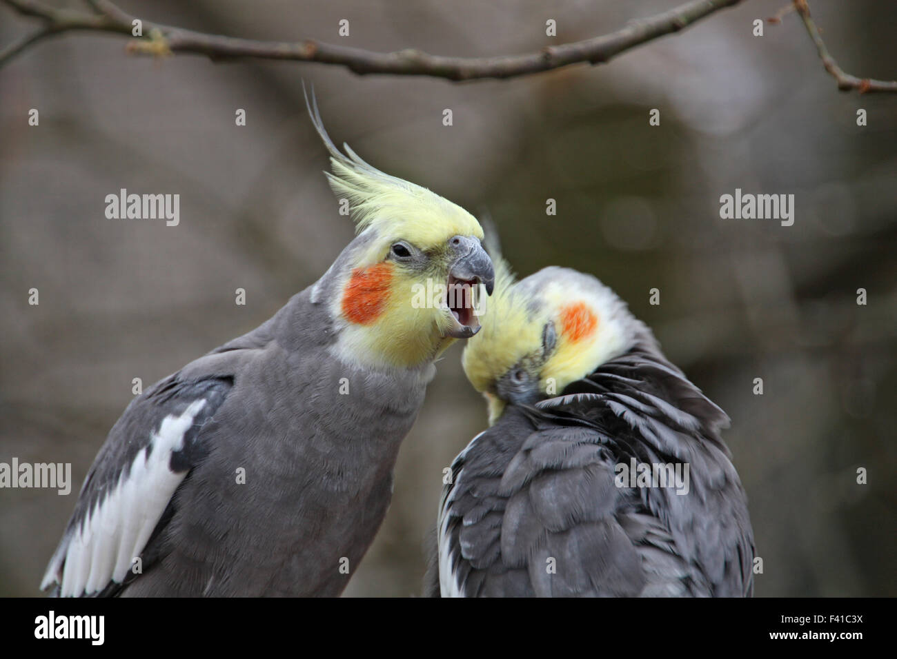 Cockatiels hi-res stock photography and images - Alamy