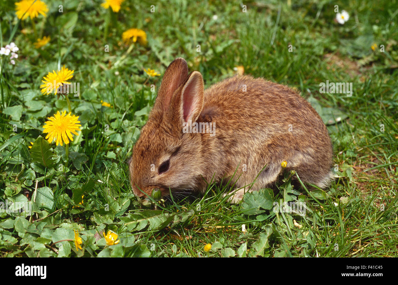 Domestic rabbit hi-res stock photography and images - Alamy