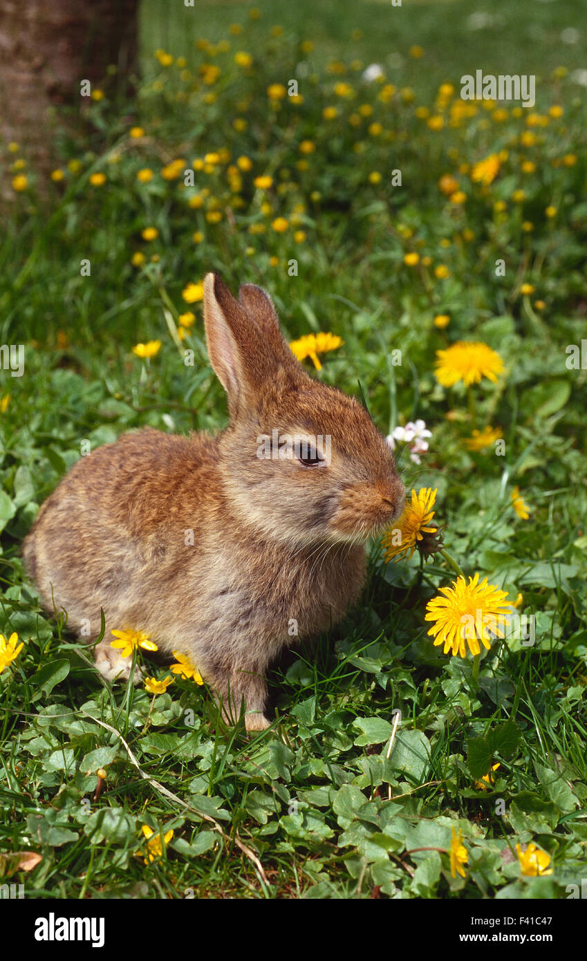 rabbit; domestic rabbit Stock Photo - Alamy