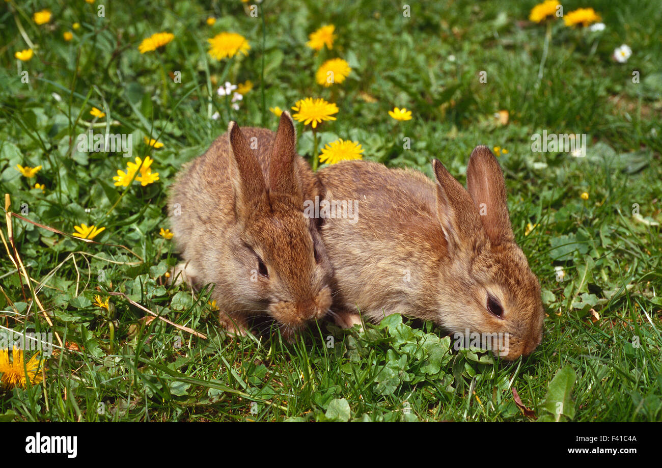 rabbit; domestic rabbit Stock Photo - Alamy