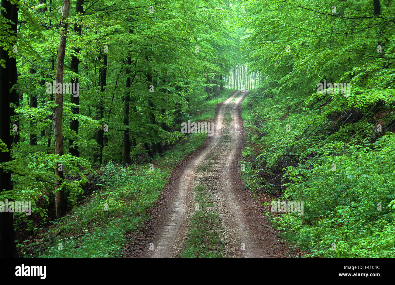 forest road; way; spring Stock Photo - Alamy