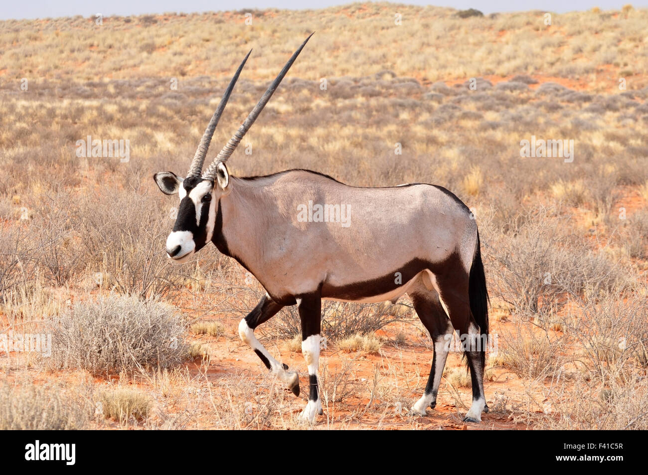 Female oryx hi-res stock photography and images - Alamy