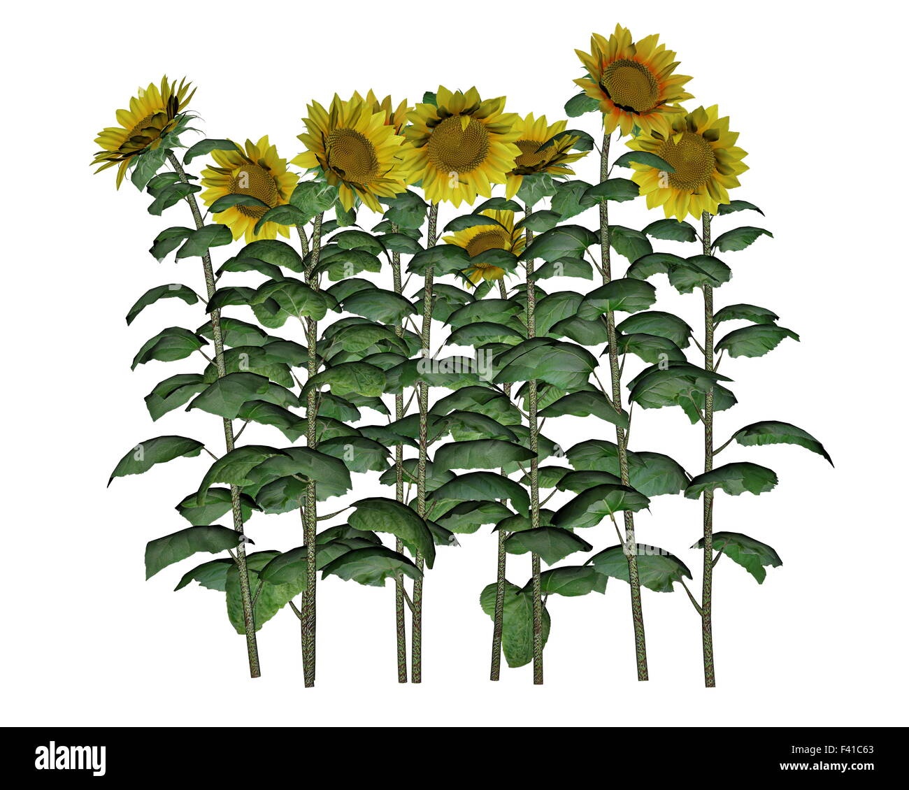 Sunflowers - 3D render Stock Photo - Alamy