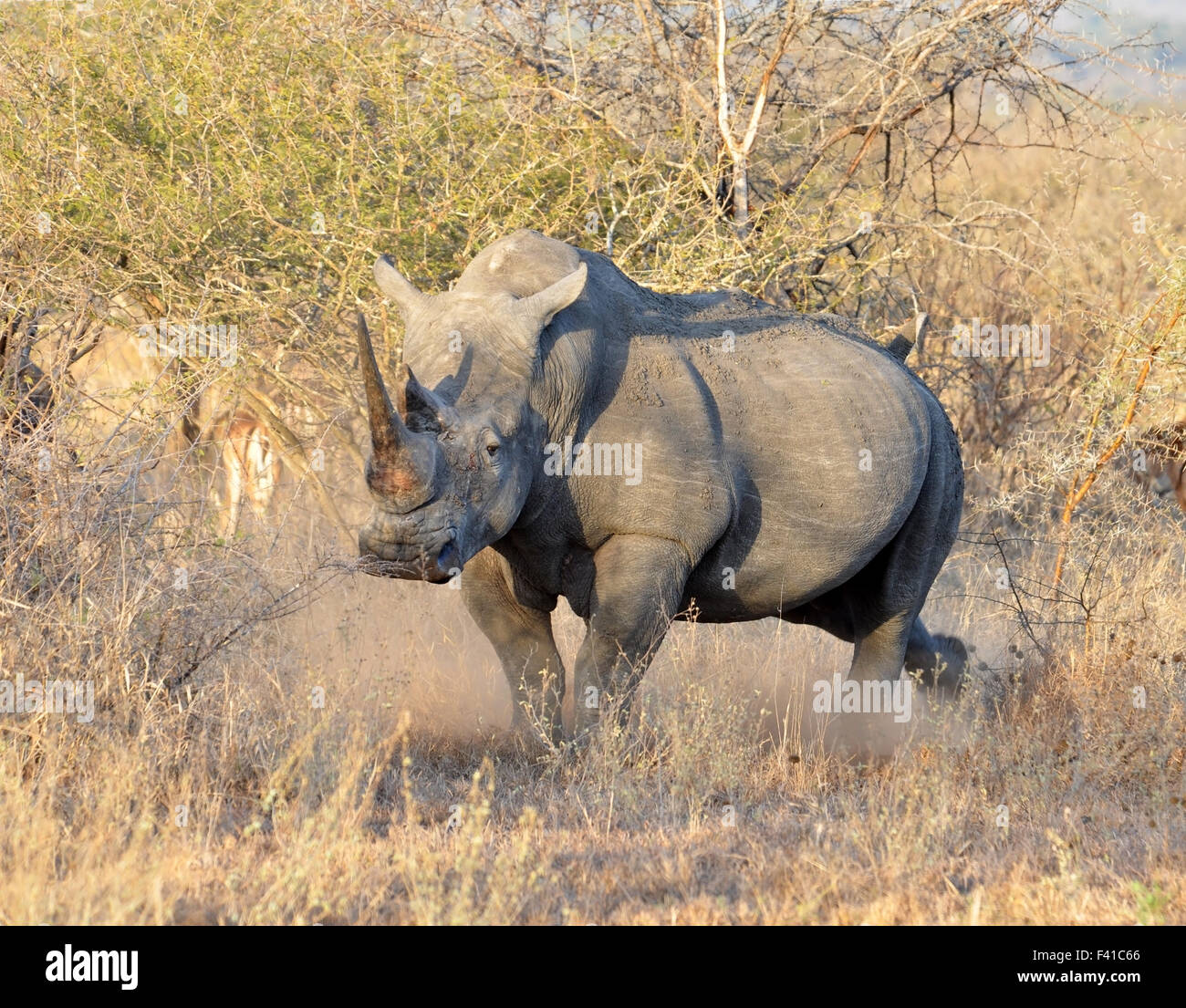 Africa Big Five: White Rhinoceros Stock Photo - Alamy