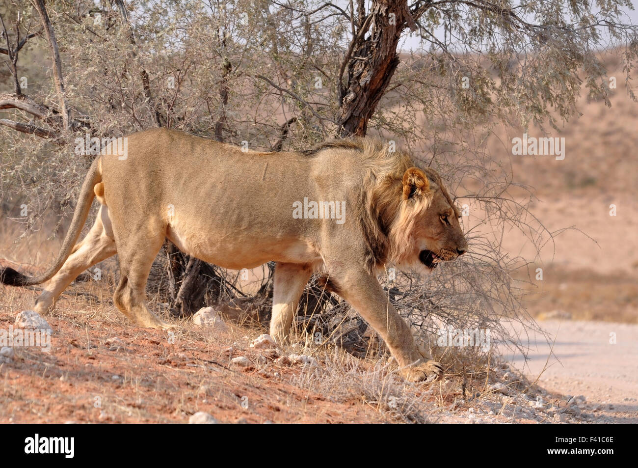 Lion (Panthera leo Stock Photo - Alamy