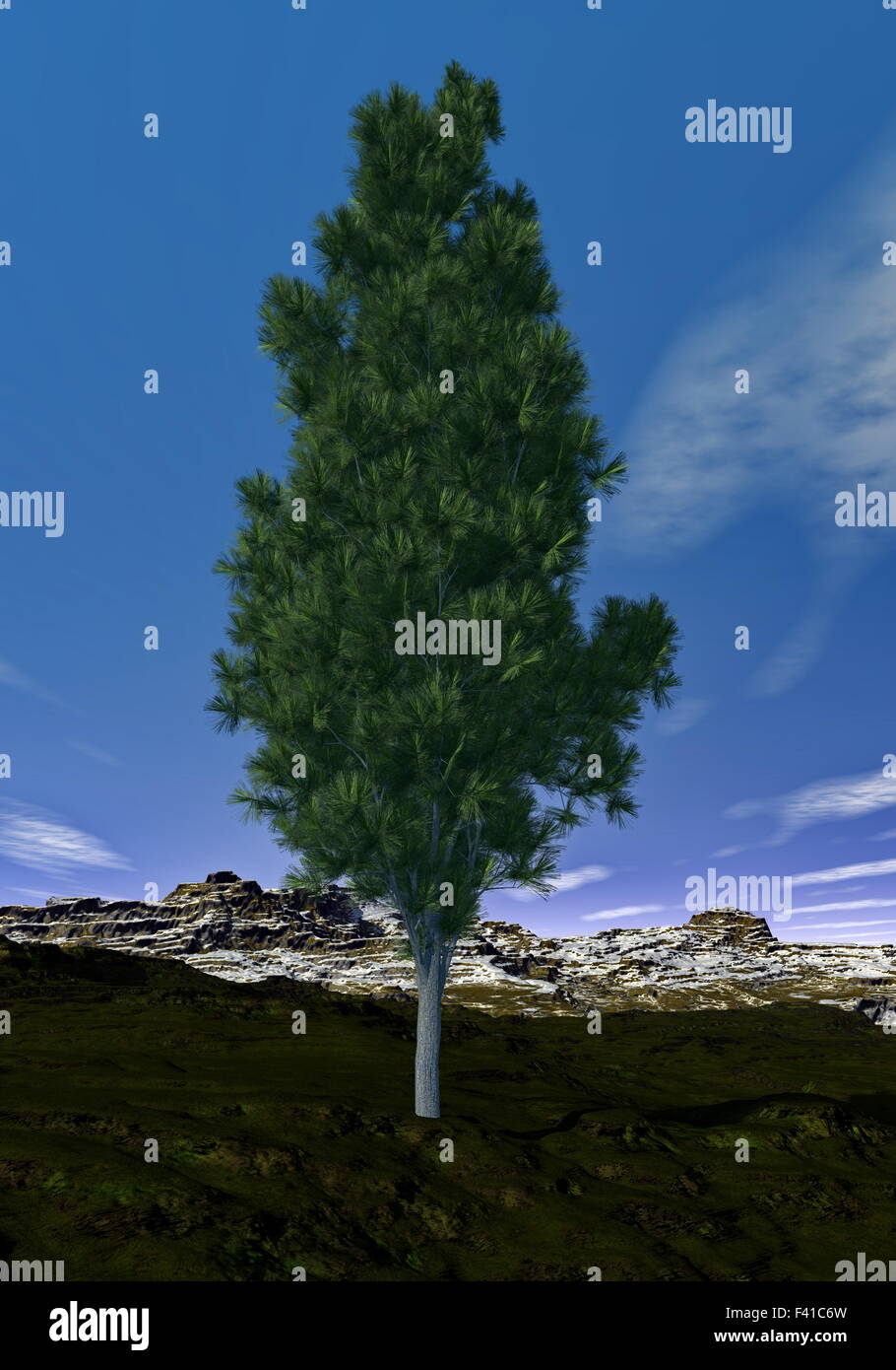Pine tree - 3D render Stock Photo - Alamy