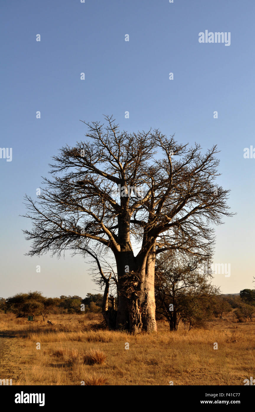 Mopani tree hi-res stock photography and images - Alamy