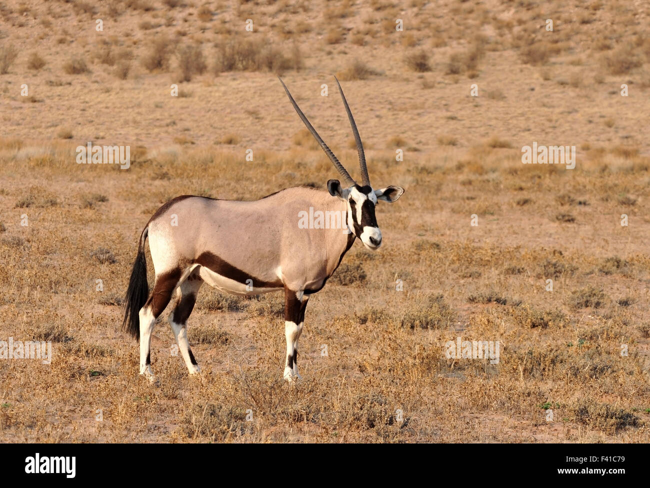 Female gemsbok hi-res stock photography and images - Alamy