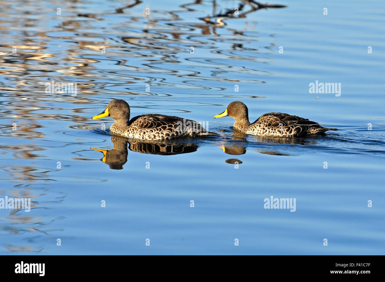 Graceful ducks hi-res stock photography and images - Alamy