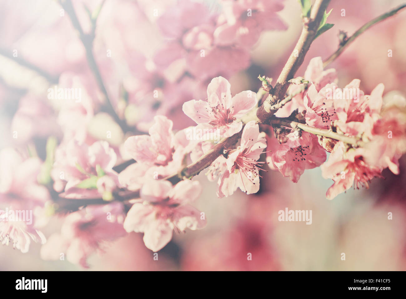 Peach tree hi-res stock photography and images - Alamy