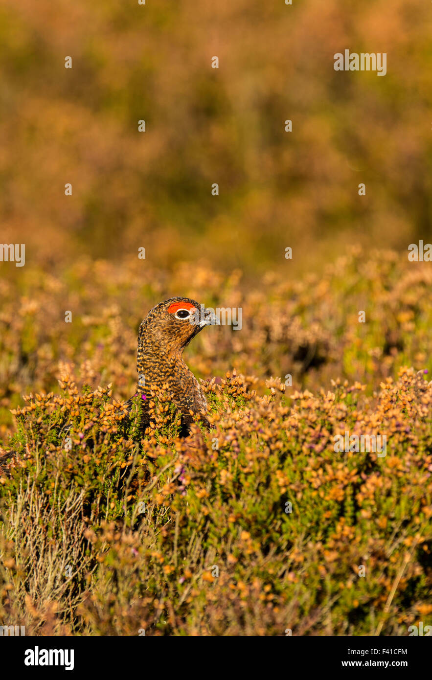 Red Grouse scanning the surroundings Stock Photo - Alamy
