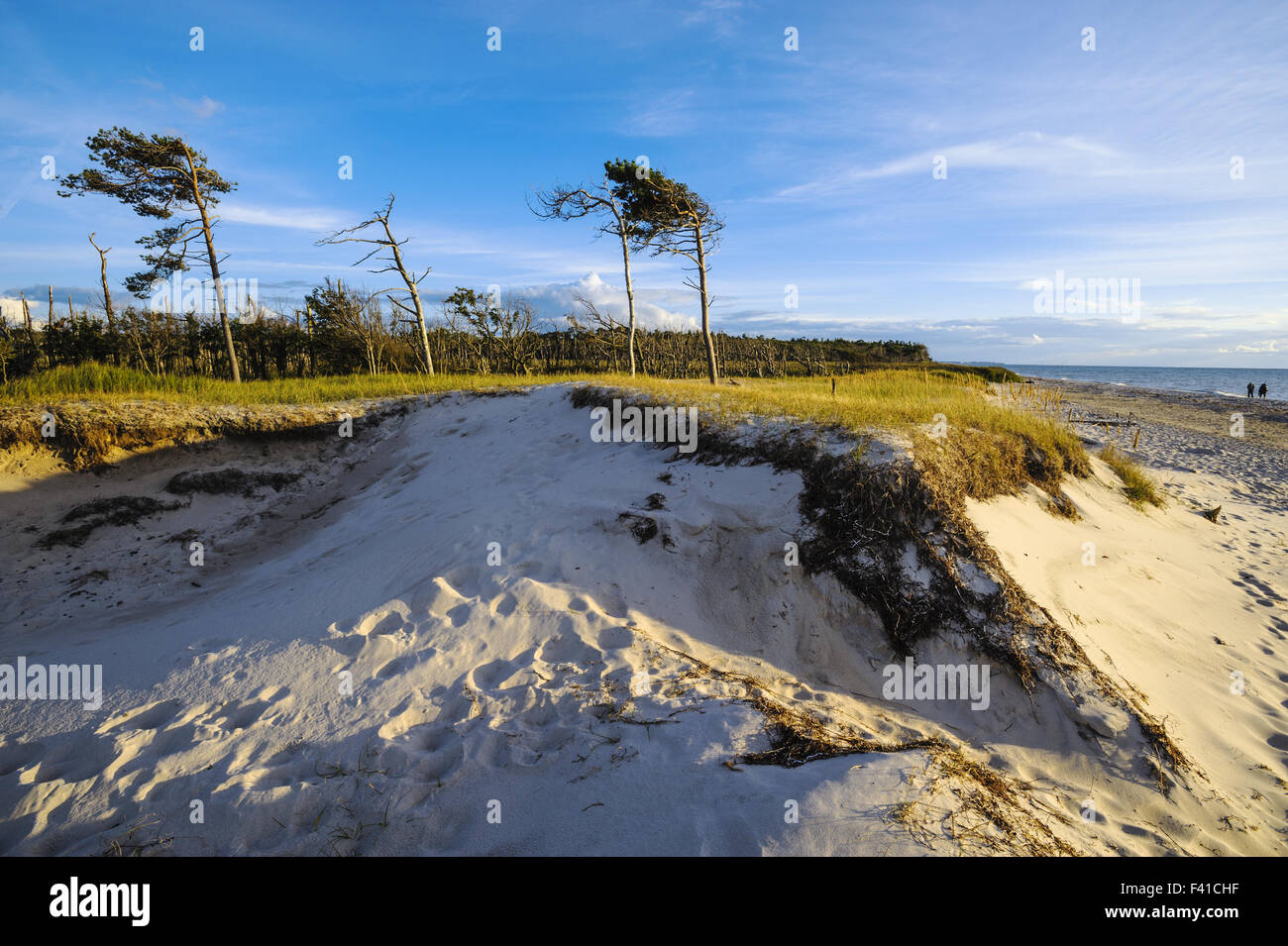 Wind-blown trees, West Beach, Darss Stock Photo - Alamy