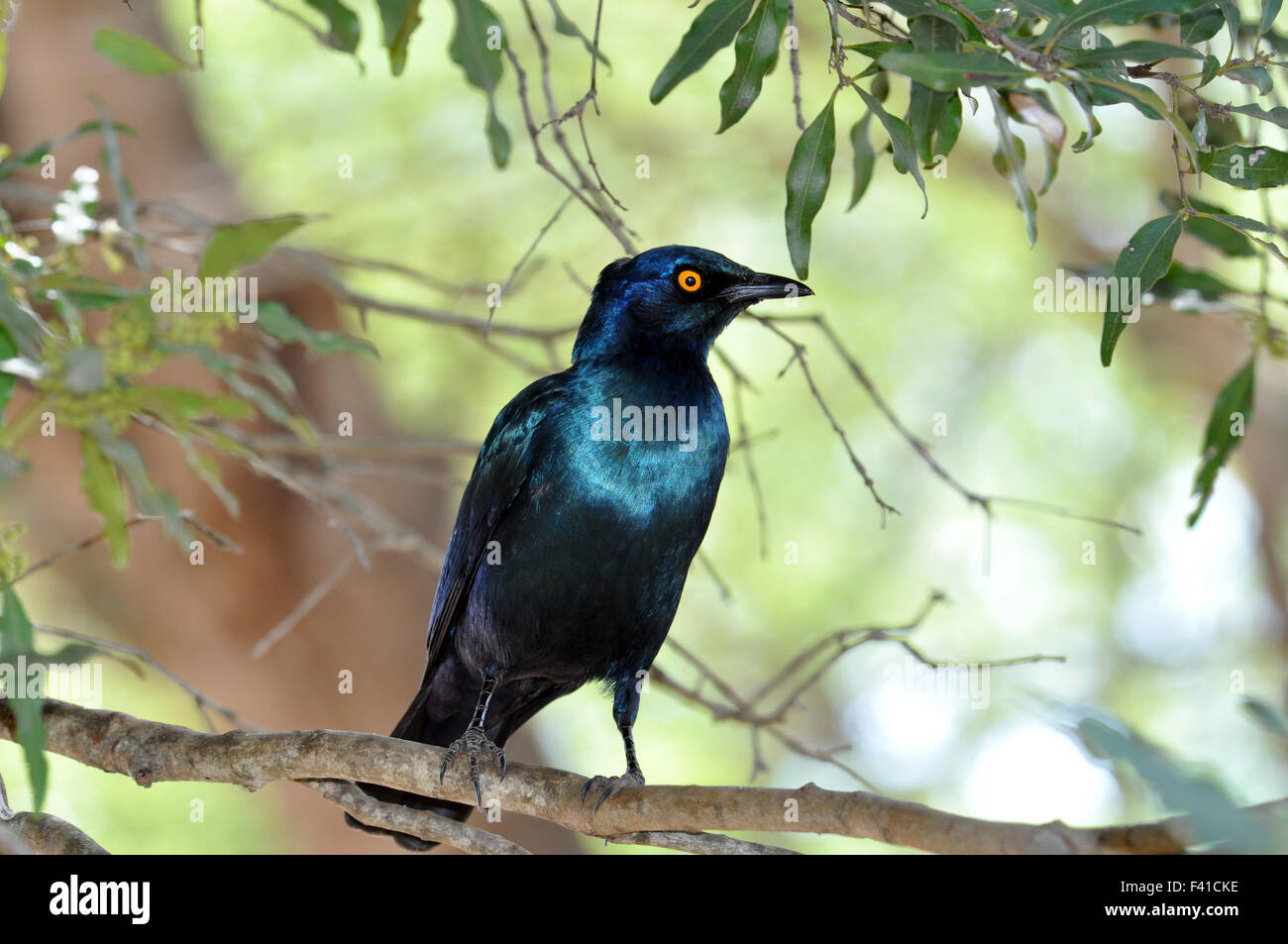 Blue starling hi-res stock photography and images - Alamy
