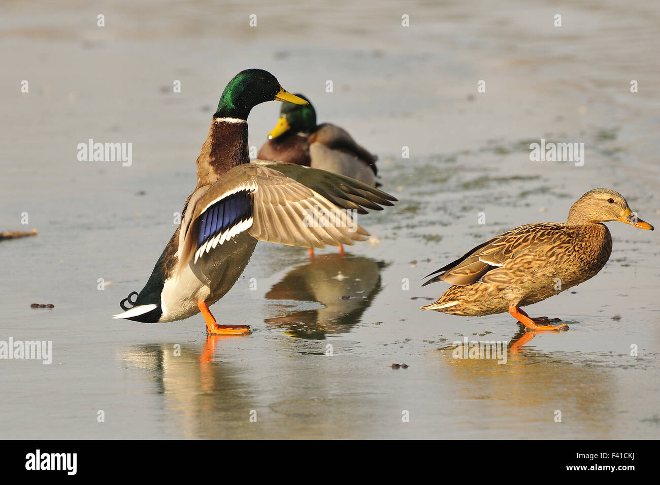 Mallard image hi-res stock photography and images - Alamy