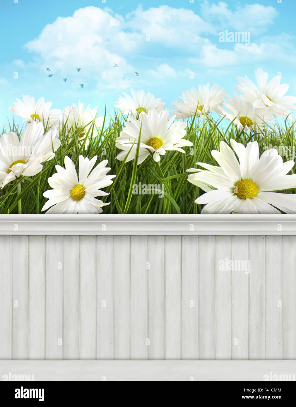 Spring wall background/backdrop Stock Photo - Alamy
