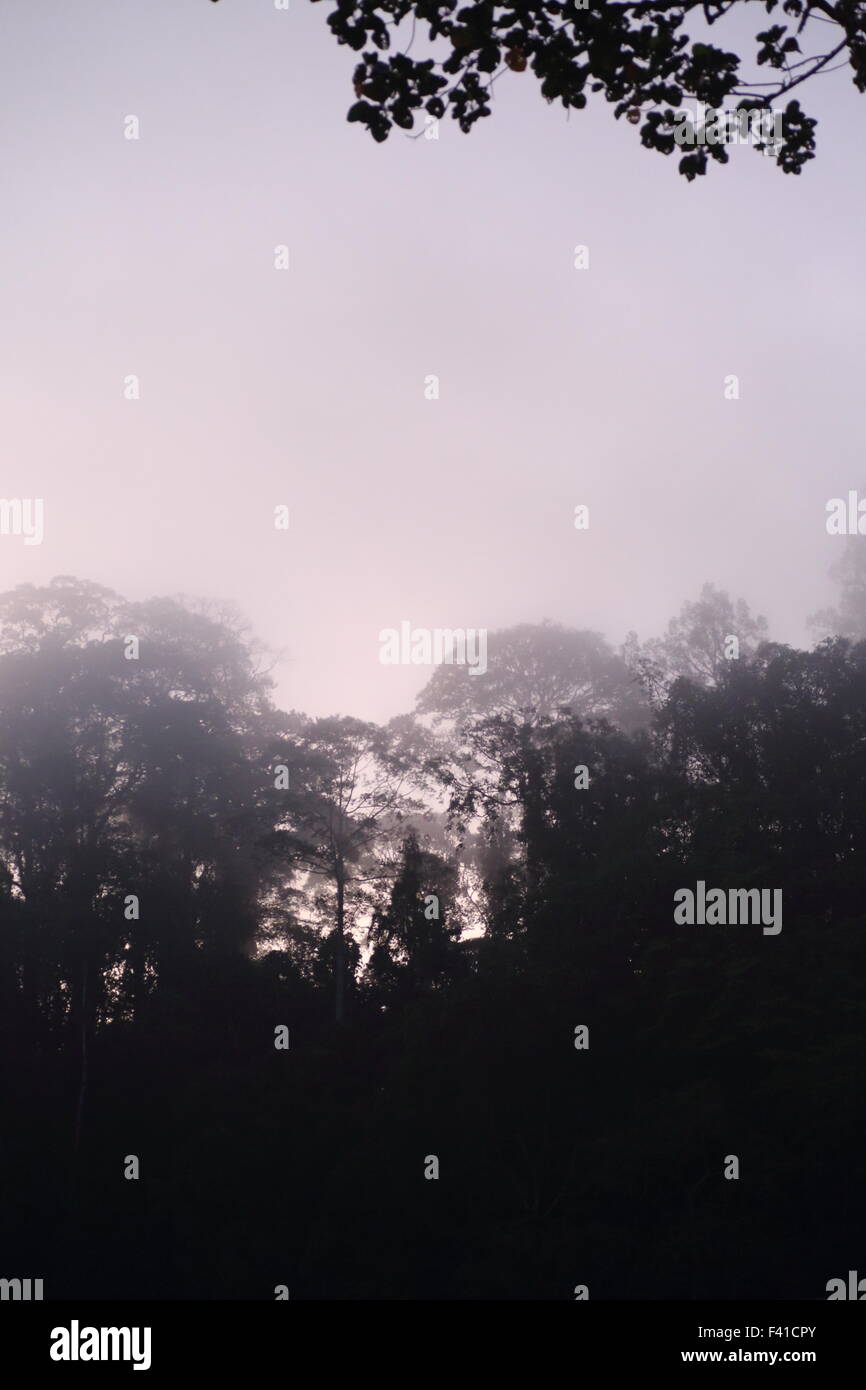 Rainforest morning hi-res stock photography and images - Alamy