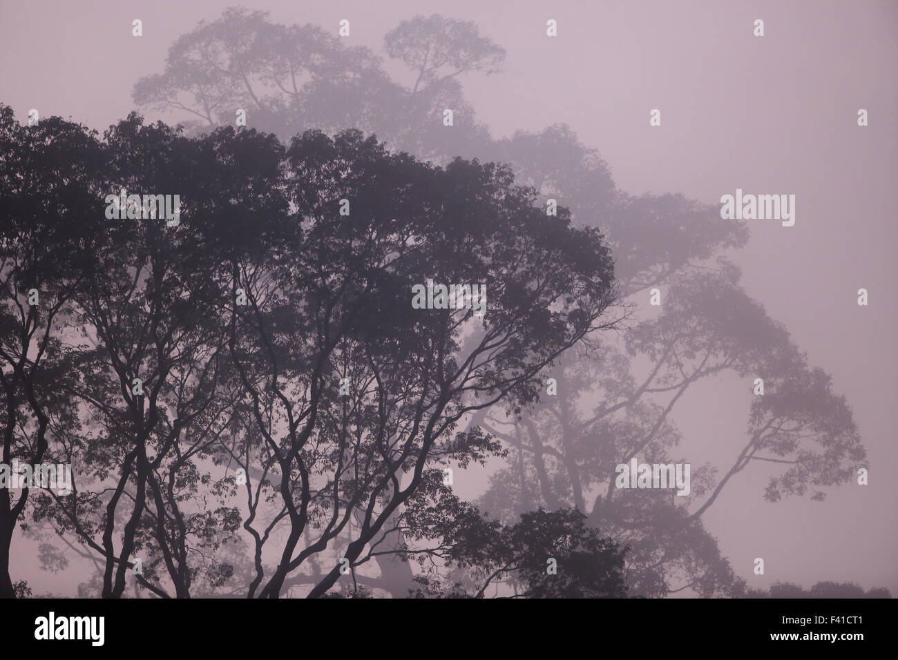 Rainforest morning hi-res stock photography and images - Alamy