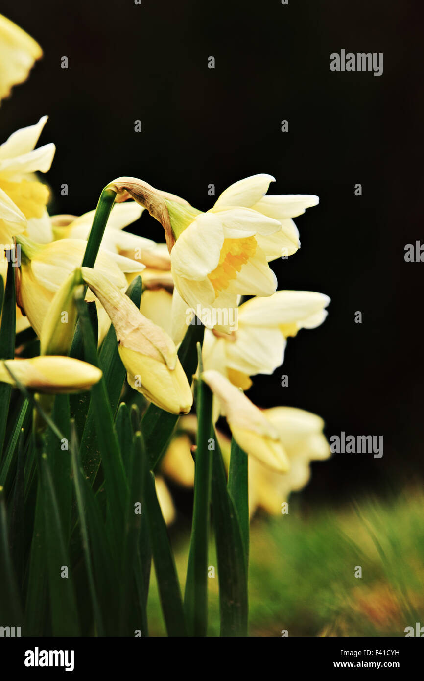 Daffodil leaf hi-res stock photography and images - Alamy