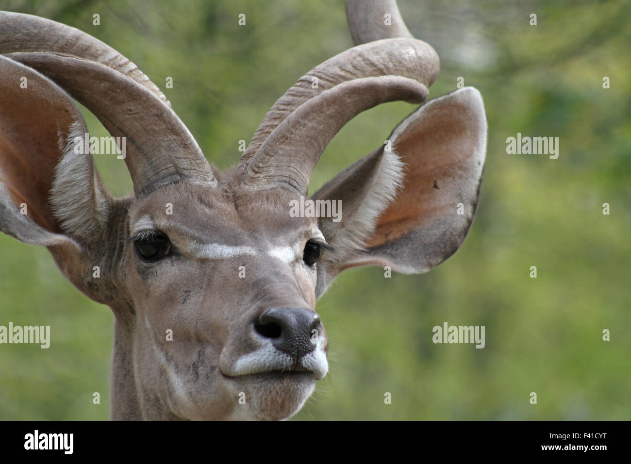 Grosser kudu hi-res stock photography and images - Alamy