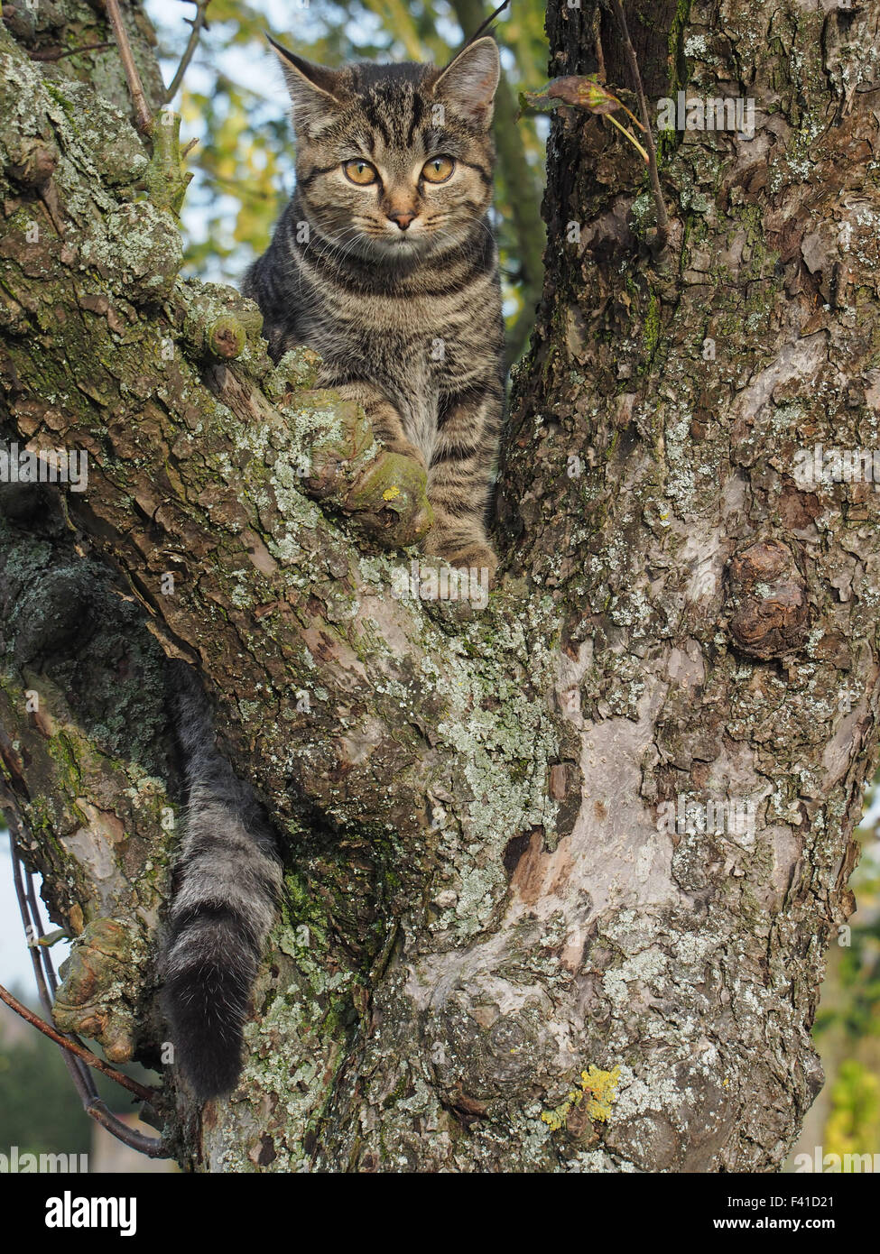 kitten on a tree Stock Photo - Alamy