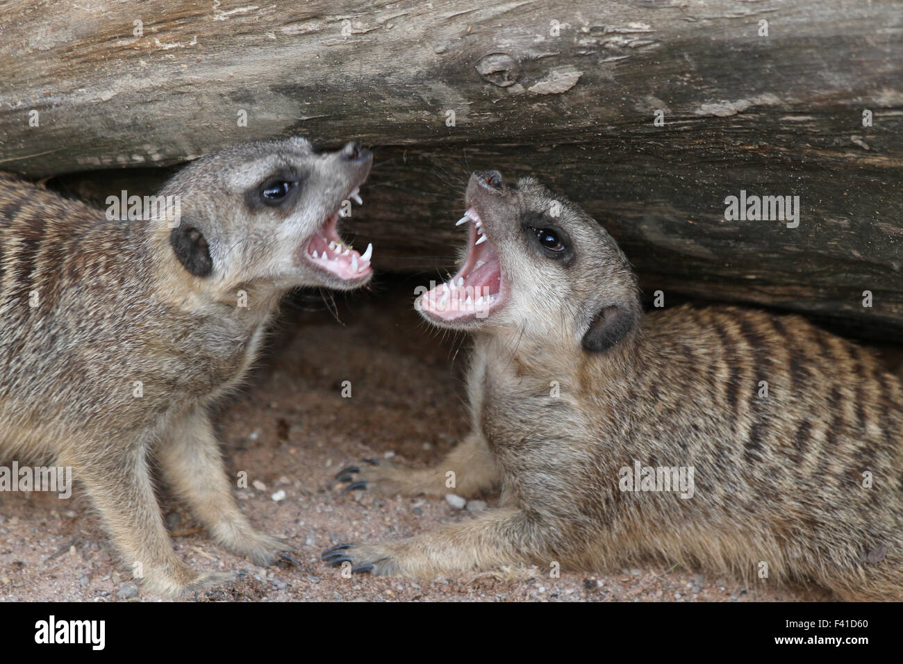 Mongoose And Teeth Stock Photos & Mongoose And Teeth Stock Images - Alamy